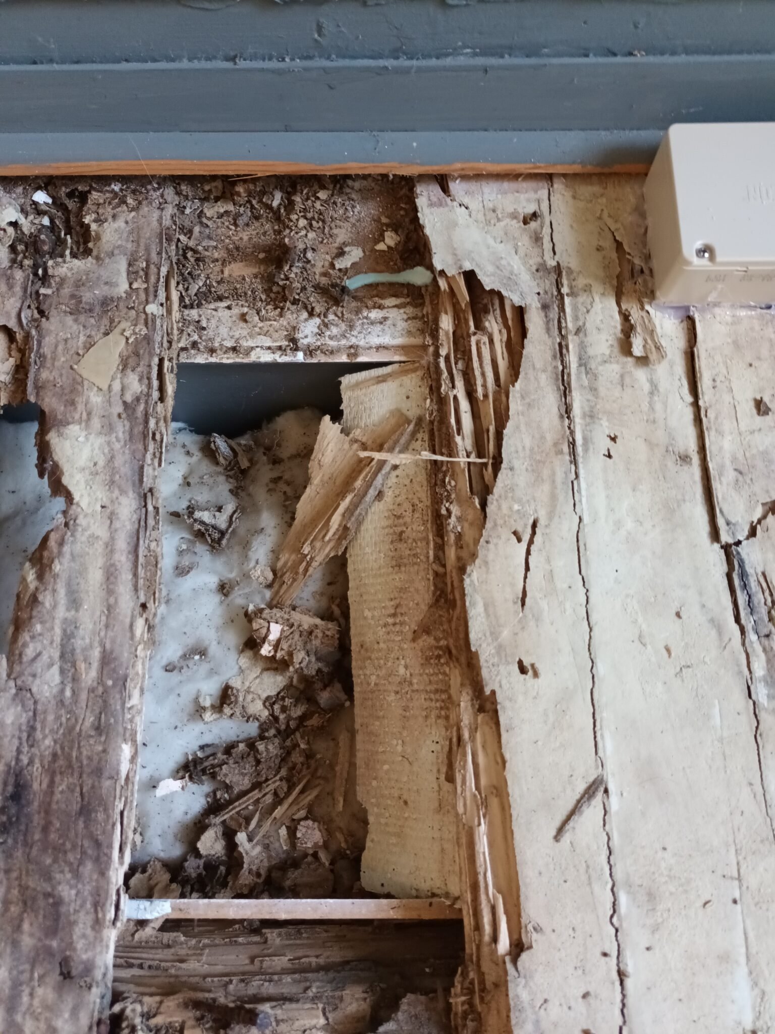 Termites : définition, fonctionnement, risques et prévention